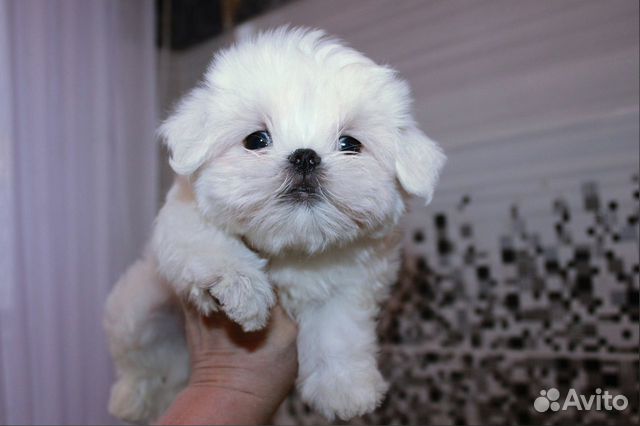 Красавчик миниатюрный мальчик мальтезе 2 мес