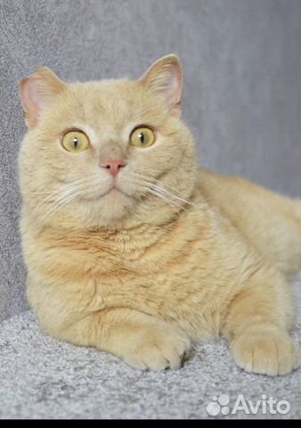 Кот рыжий Леонардо