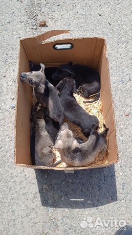 Собака в добрые руки щенок