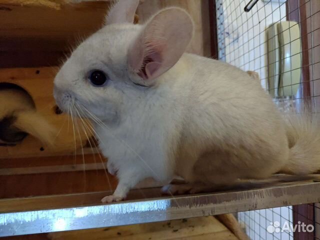 Шиншилла самец