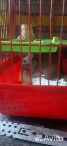 Крыса бесплатно с клеткой