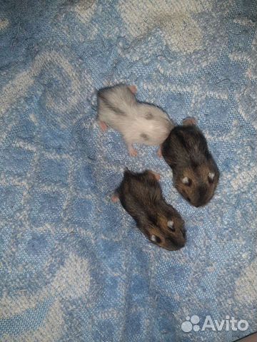 Джунгарский хомяк, джунгарики