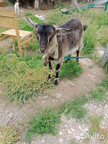 Козы дойные и козочка