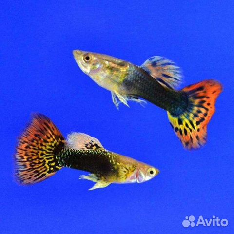 Рыба Гуппи