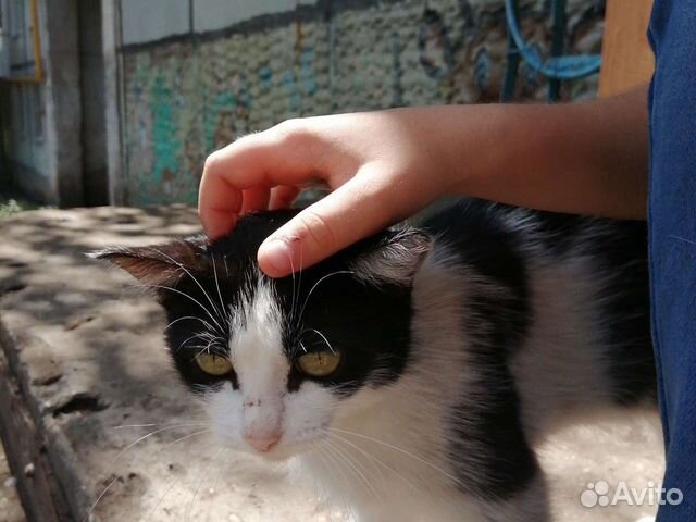 Кошка в добрые руки