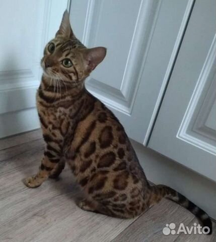 Кошка бенгальская