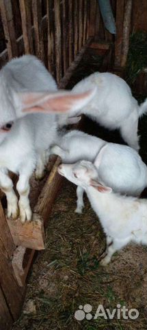 Коза и козлята