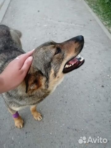 Собака в добрые руки