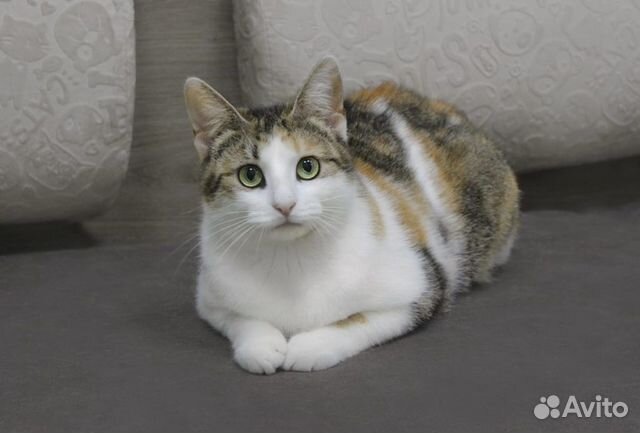 Кошечка в добрые руки