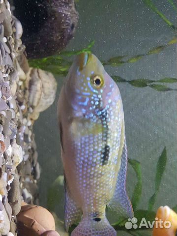 Продам Акару (крупная рыбка)