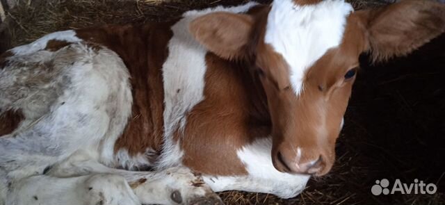 Бычок и тëлочка