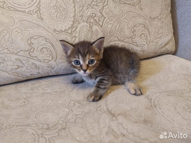 Котенок девочка Сабина, (1 мес и 1 нед)