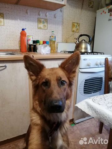 Метис немецкой овчарки