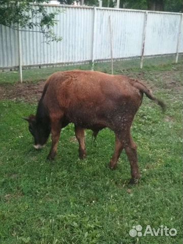 Сх животное