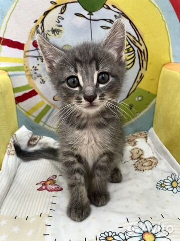 Котенок