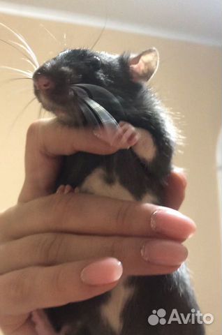 Декоративная крыса