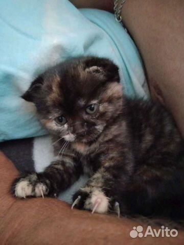 Кошки в добрые руки