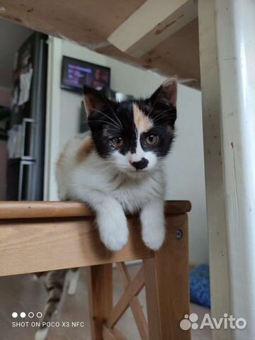Котенок