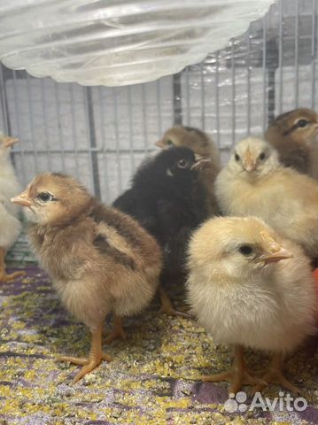 Цыплята
