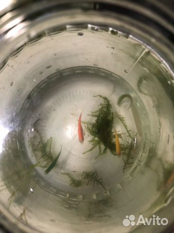 Бесплатно отам рыб