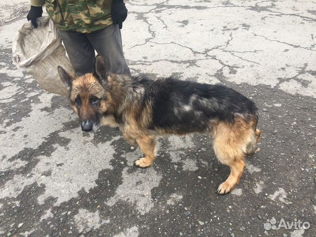 Чистопородного овчара в дар