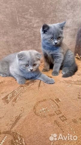 Британская