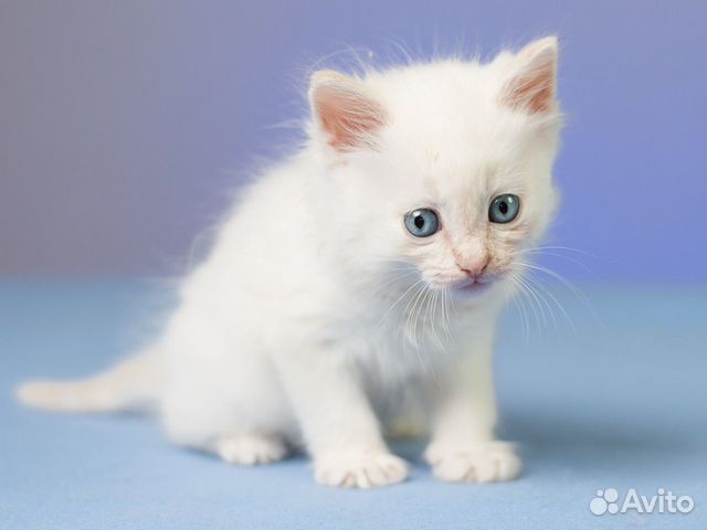 Котик Йосси необыкновенной красоты в добрые руки