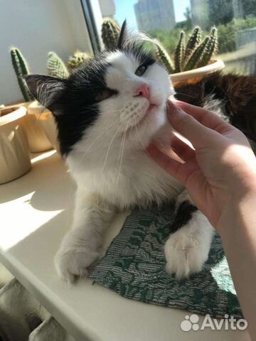 Кошка в дар