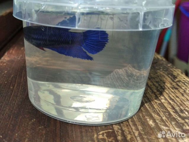 Рыбка петушок (самка) синяя