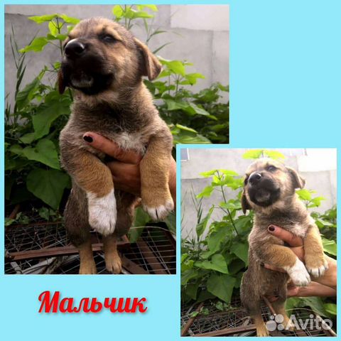 Щенки в добрые руки, вырастут маленькими
