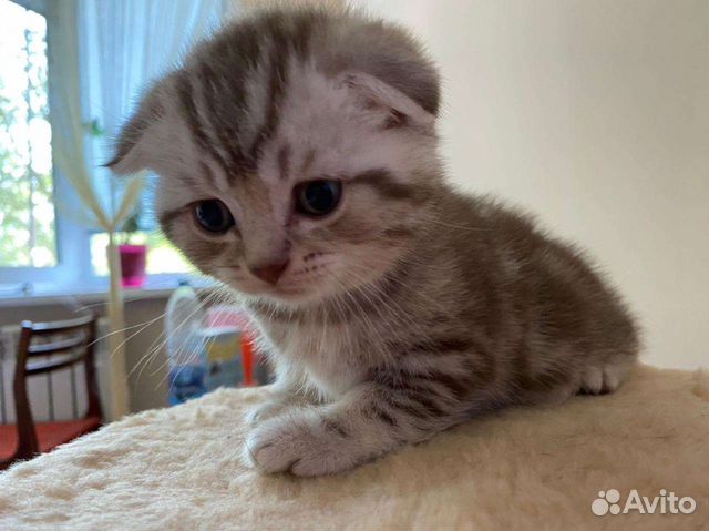 Шотландская вислоухая