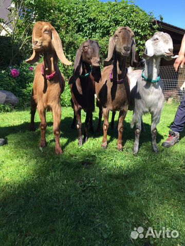 Козлята Шами