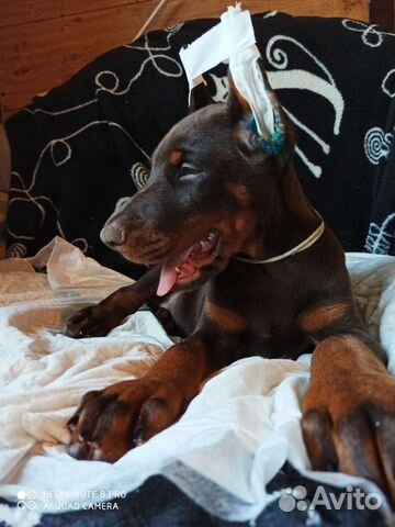 Щенки добермана