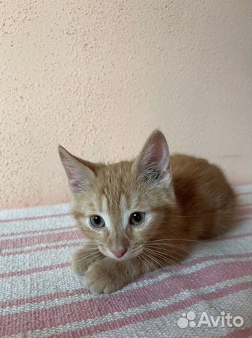 Рыжий котенок (мальчик)