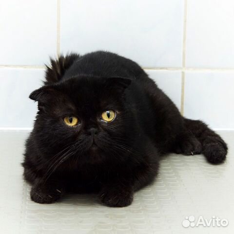 Кот Чак ищет дом