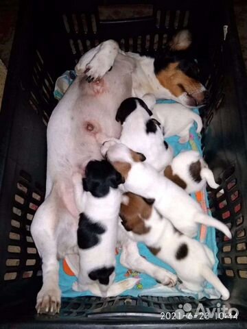 Щенки джеки