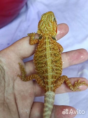 Бородатая агама