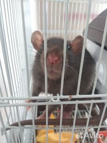 Крысы дамбо с клеткой