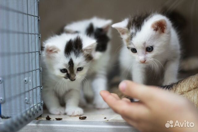 Самые замечательные котята ищут дом