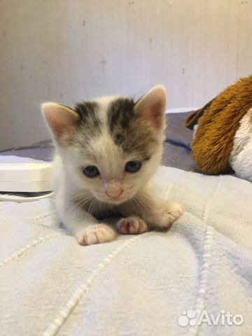 Котодетки в добрые руки