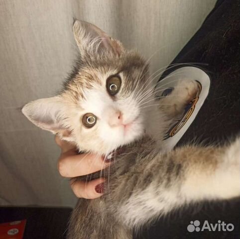 Котёнок, котята девочка трёхцветная 2,5мес в дар