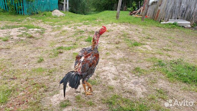 Яйца бойцовых курей