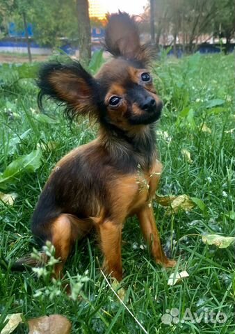 Крошечная девочка, 8мес, 1кг