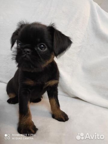 Бельгийский гриффон