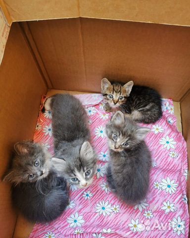 Котята в добрые руки