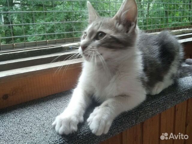 Котенок Потап