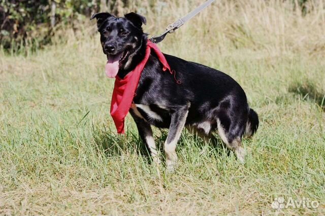 Маленький пёсик из приюта очень мечтает о доме