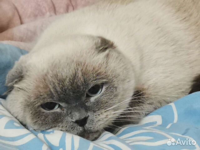 Британская