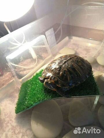 Красноухая черепаха