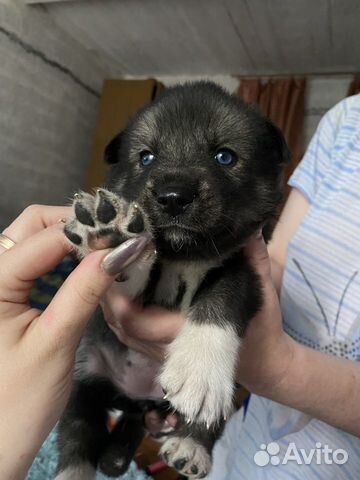 Собака в добрые руки хаски